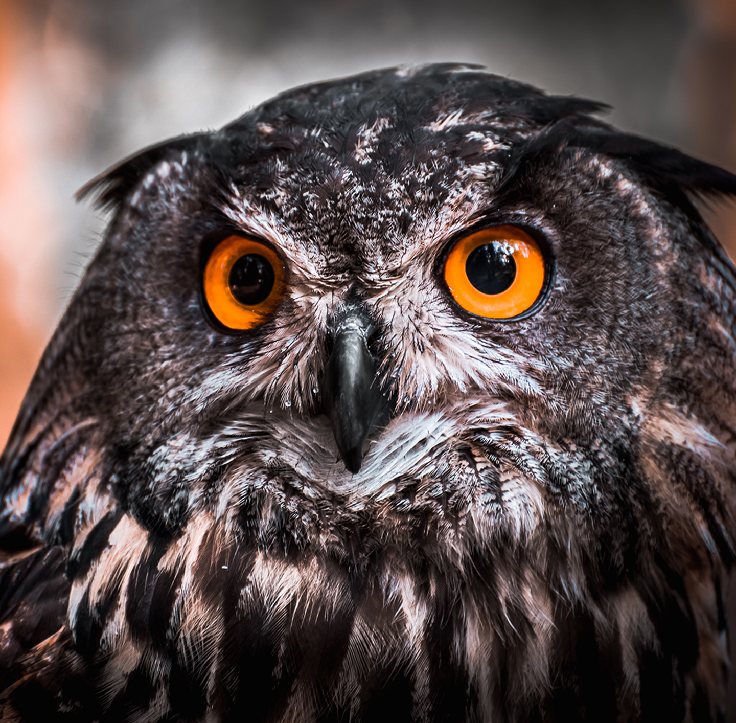 Das Wesen der Weisheit, Teil 1 | PURPOSE Magazin