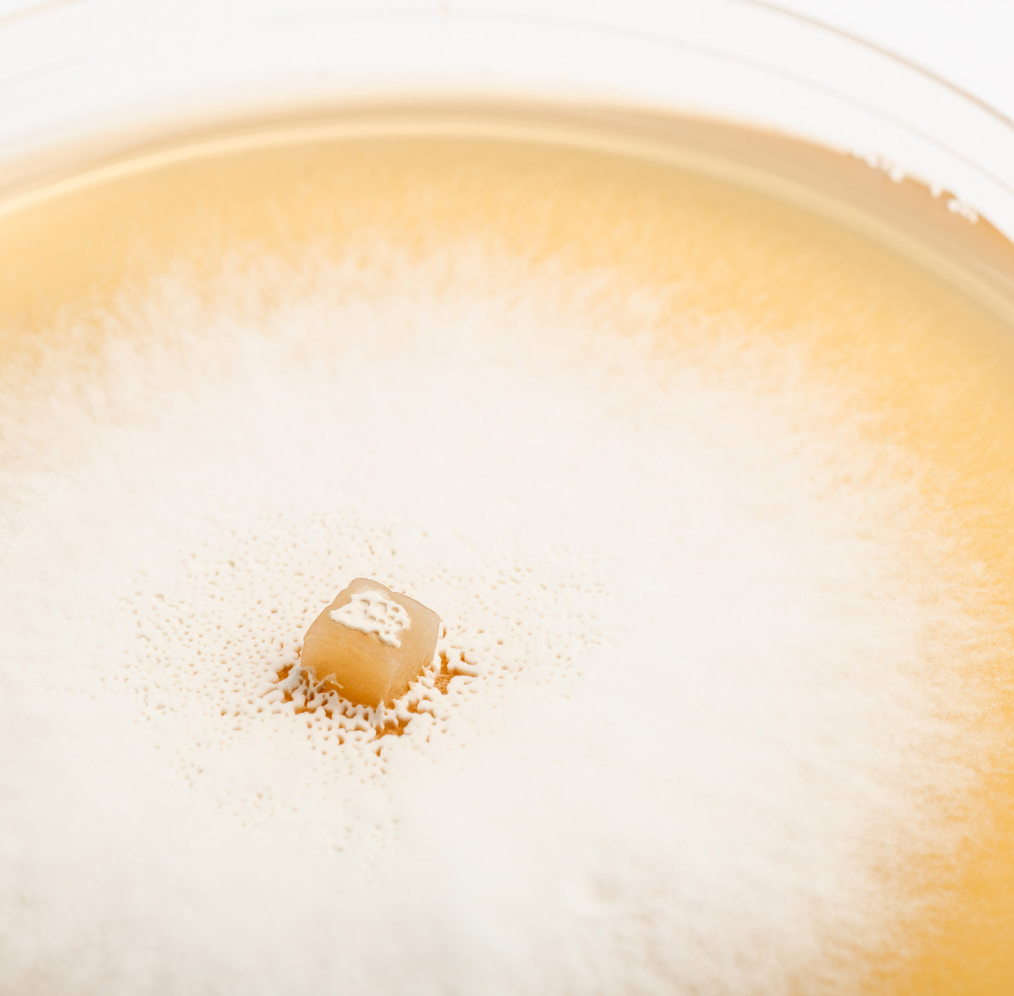 Pilze können helfen, die Welt zu bewahren | Purpose Magazin