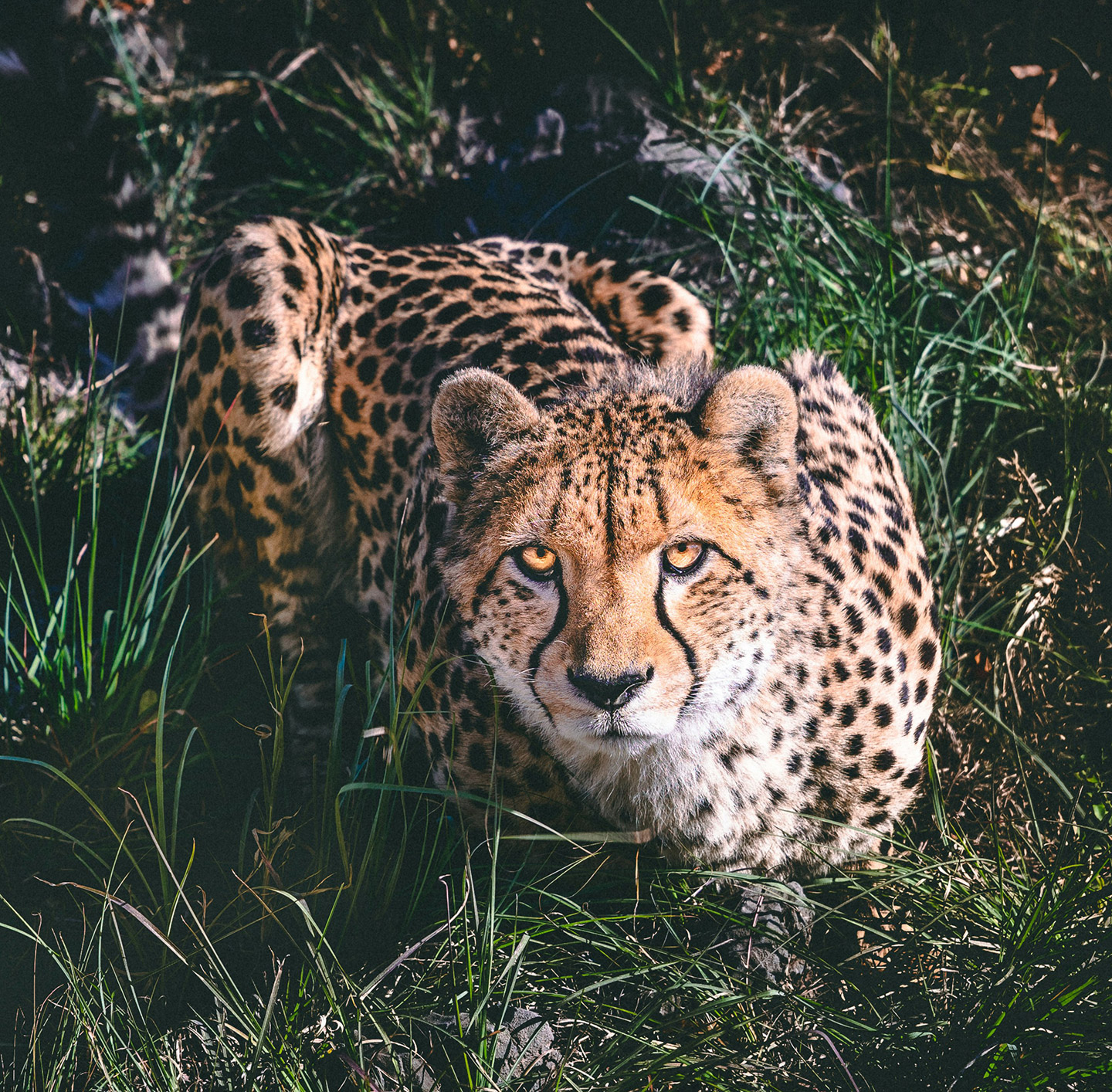 Geflecktes Glück | Purpose Magazin